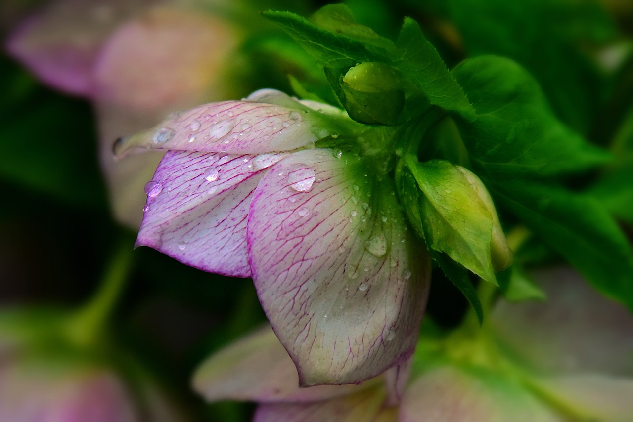 400+ Free Puutarha Hellebore & Hellebore Images - Pixabay