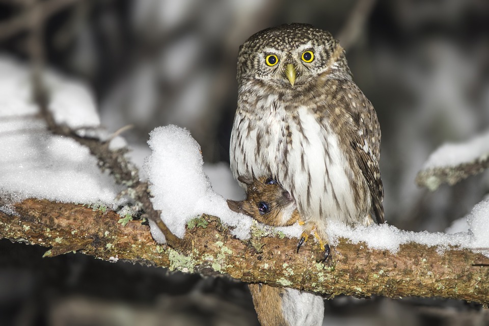 Glaucidium Passerinum Eurasian - Free photo on Pixabay - Pixabay