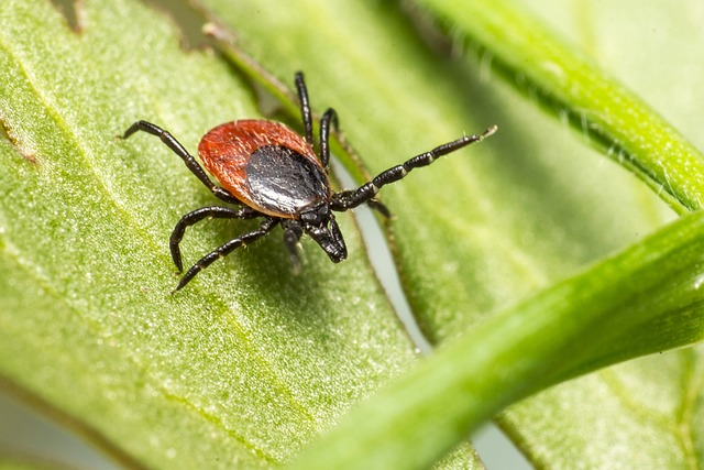 Ixodes Ricinus Castor Bean Tick Free Photo On Pixabay Pixabay