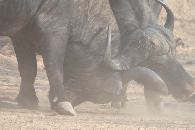 Water Buffalo Fight Africa - Free photo on Pixabay - Pixabay