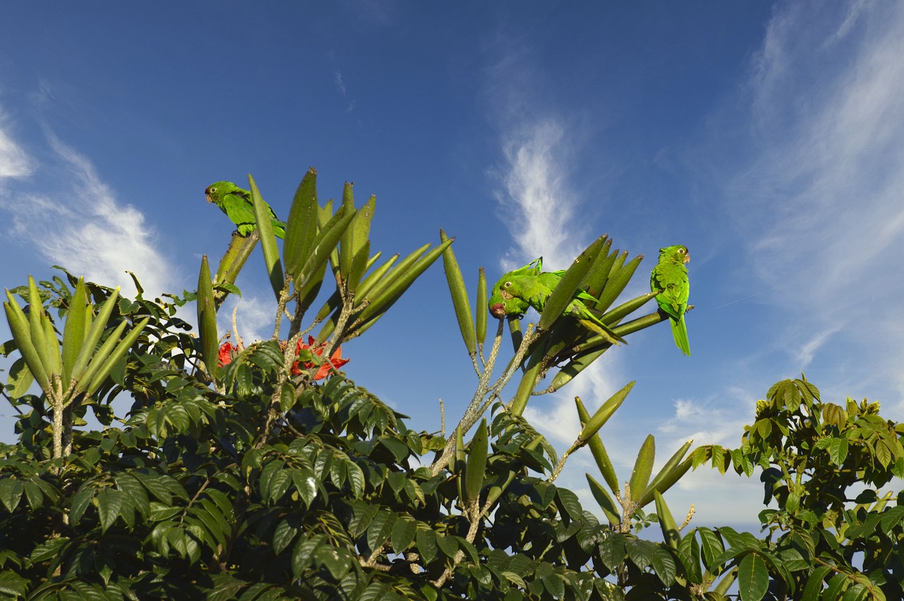 Más de 800 imágenes gratis de Pericos y Naturaleza - Pixabay
