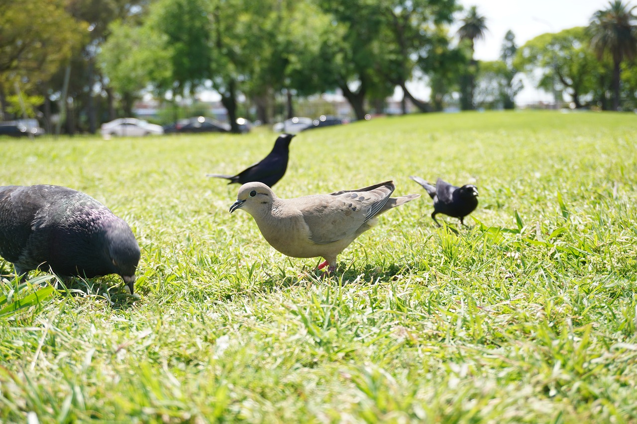 Pigeon Birds Grey - Free photo on Pixabay - Pixabay