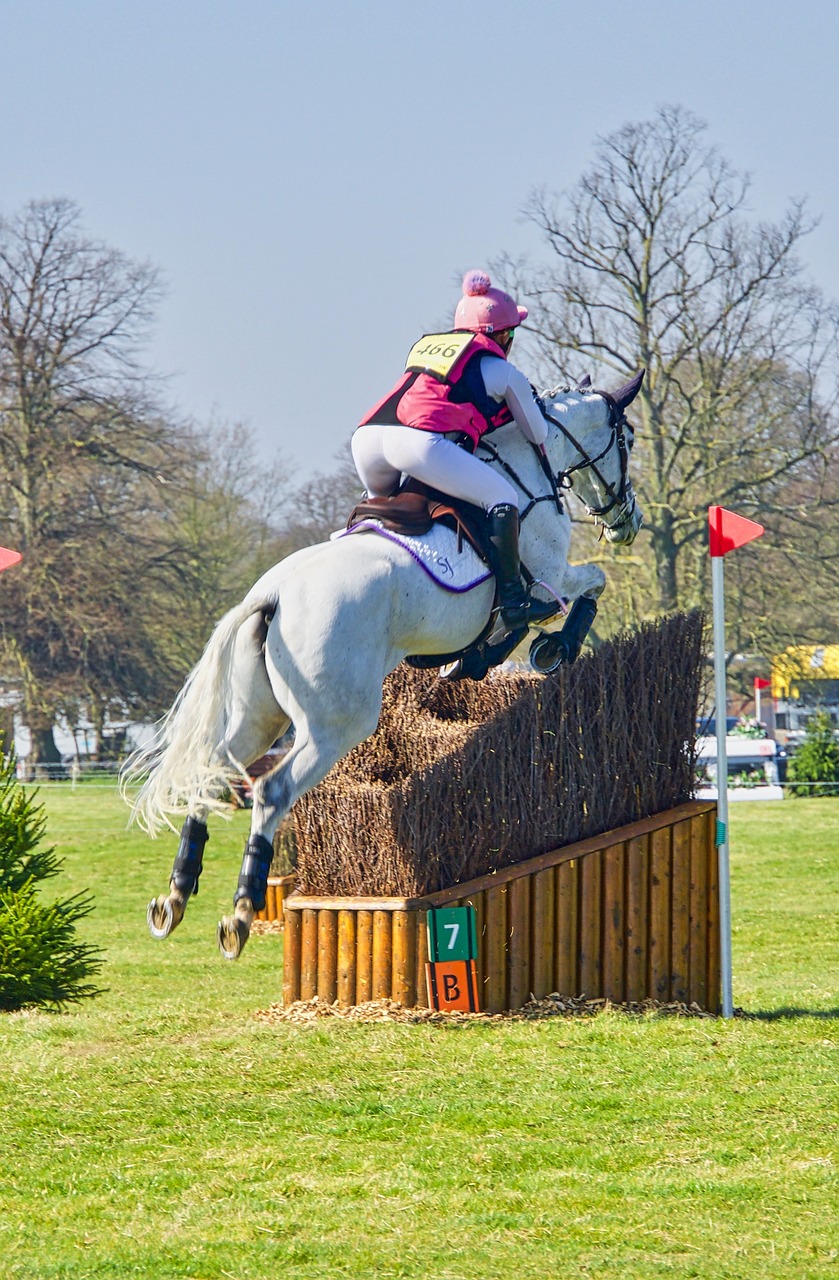 10+ Free Showjump & Showjumping Photos - Pixabay