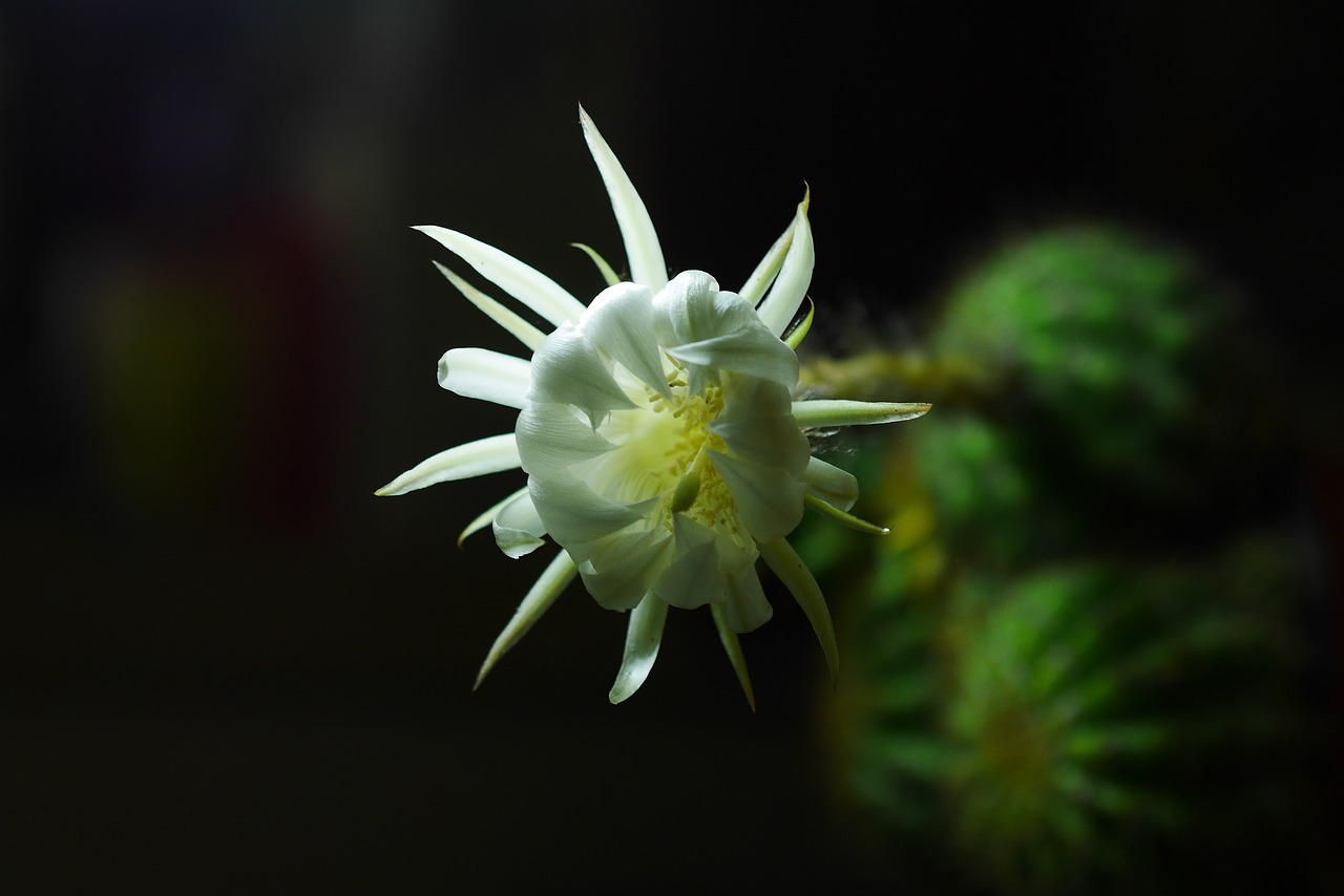 Prickly Pear Flower White Dark - Free photo on Pixabay
