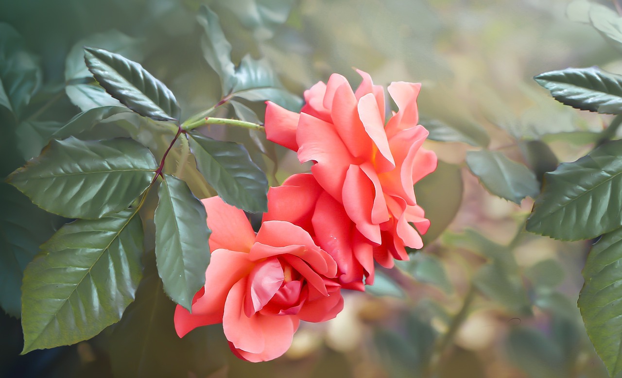 Rose Bush Garden - Free photo on Pixabay
