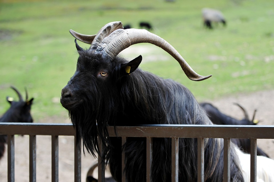 Bouc Chèvre Le Désir - Photo gratuite sur Pixabay - Pixabay