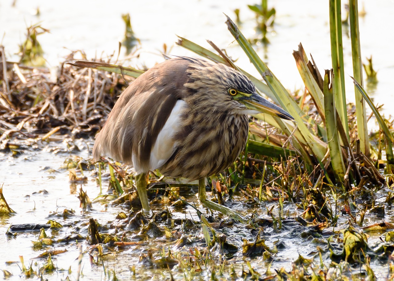 Vogelfotografie Natuur Dier - Gratis foto op Pixabay - Pixabay
