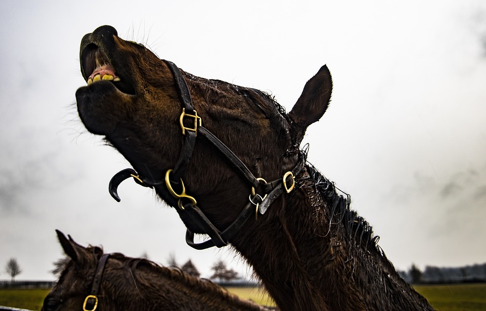Lexington Kentucky Horse - Free photo on Pixabay