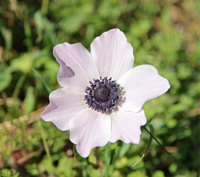 Anêmona Flor Natureza - Foto gratuita no Pixabay - Pixabay