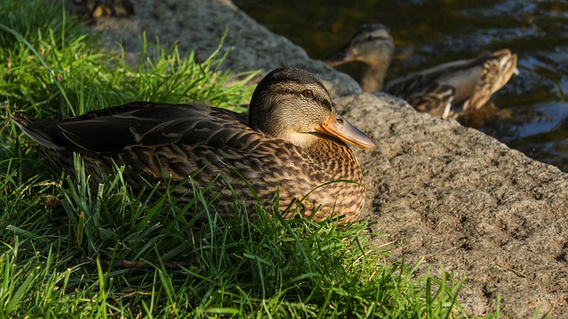 Duck Nature Ducks - Free photo on Pixabay - Pixabay