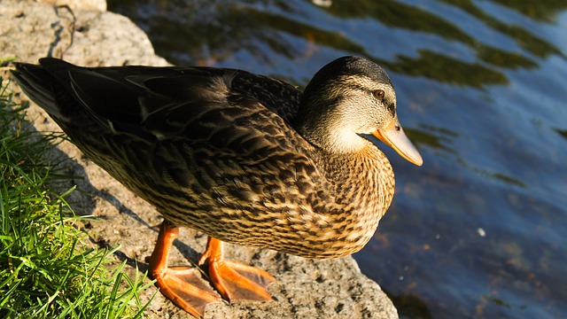 Duck Nature Ducks - Free photo on Pixabay - Pixabay
