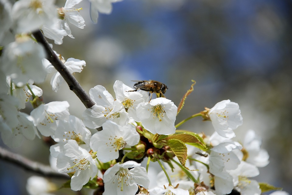 Blossom Bee Insect - Free photo on Pixabay - Pixabay