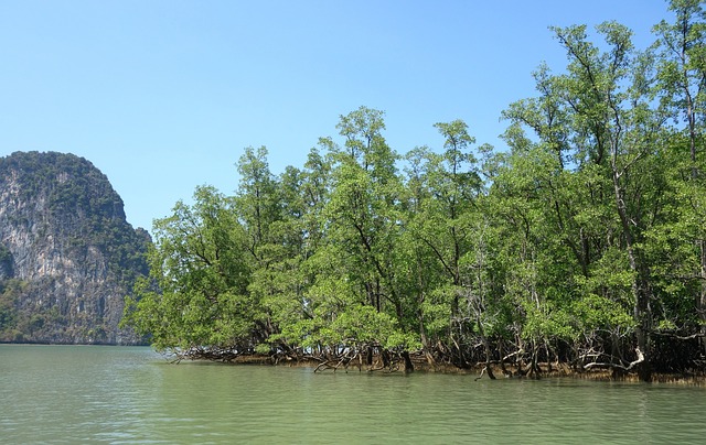 Mangroves Swamps Tropics - Free photo on Pixabay