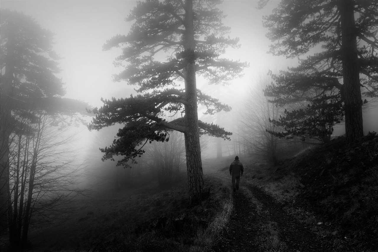 Noir Blanc Nature Hiver - Photo gratuite sur Pixabay - Pixabay