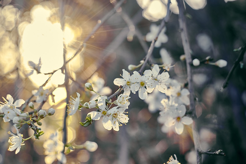 Flowers Bush Nature - Free photo on Pixabay