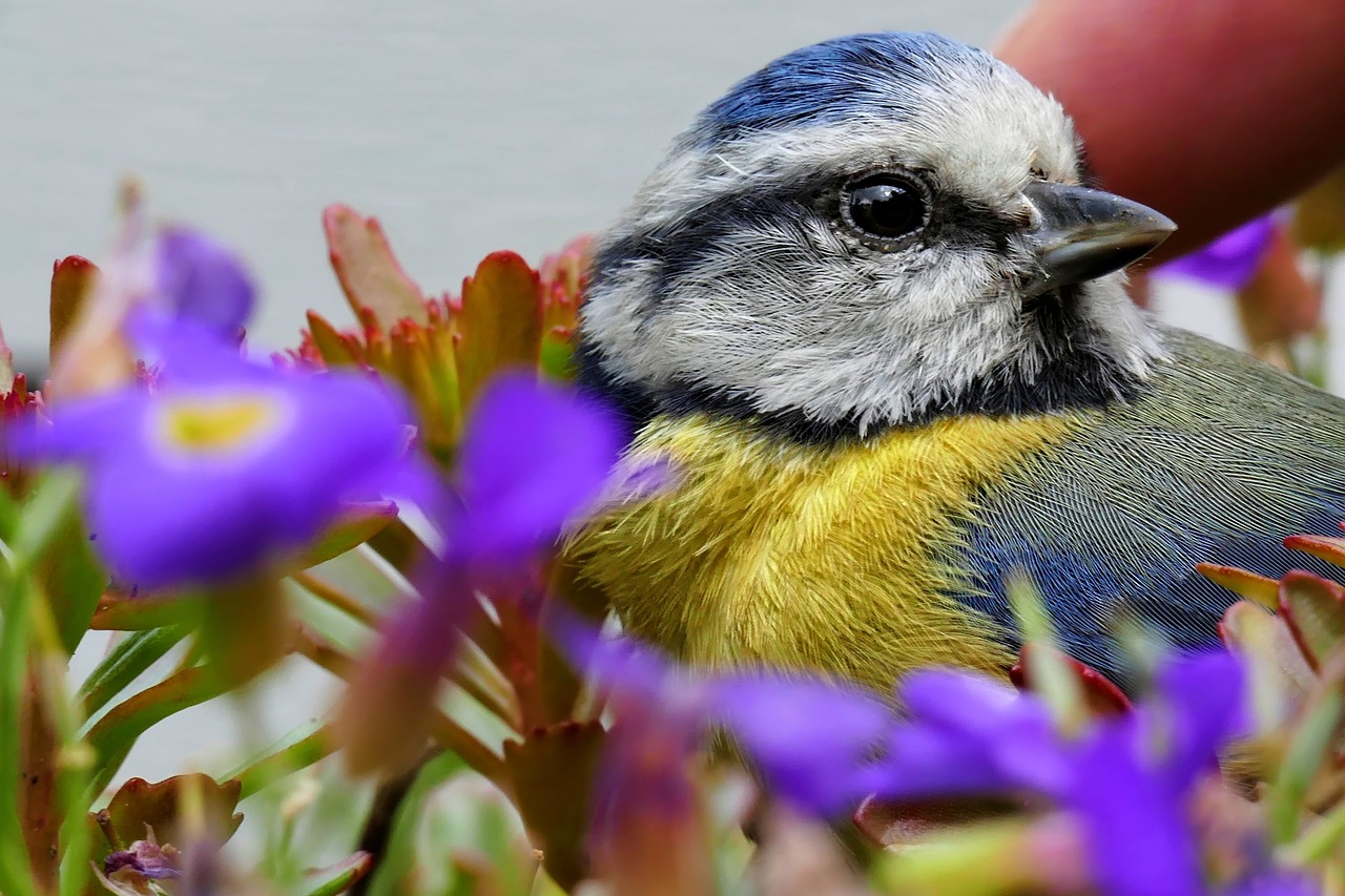 600+ Free Small Blue Bird & Blue Tit Images - Pixabay