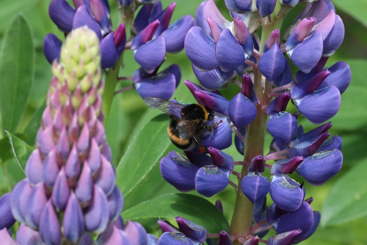 Lupine Bumblebee Garden - Free photo on Pixabay - Pixabay