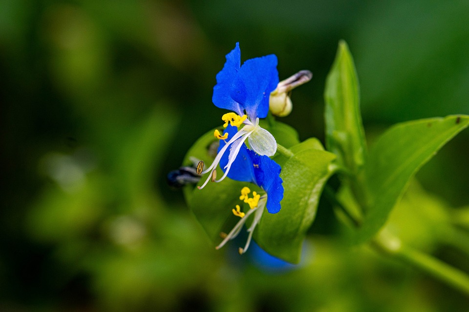 Wilde Blume Blau Farbe - Kostenloses Foto auf Pixabay - Pixabay