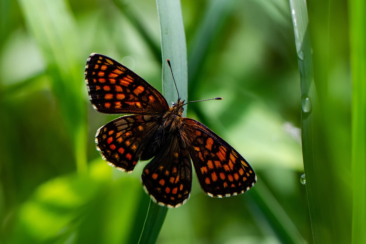 Valeriaan Fritillary Natuur - Gratis foto op Pixabay - Pixabay
