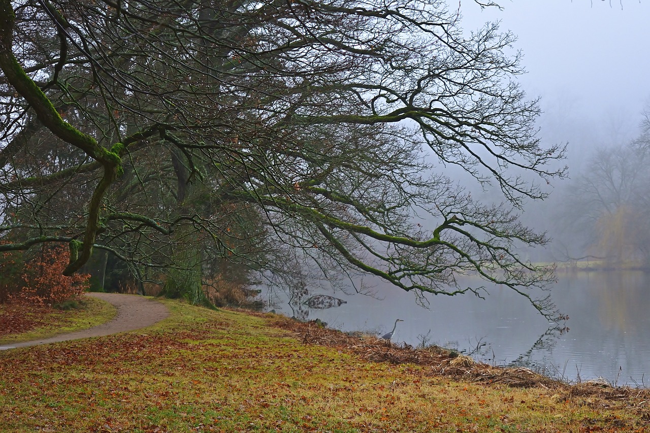 Nature Morning Mood Fog Lake - Free photo on Pixabay - Pixabay