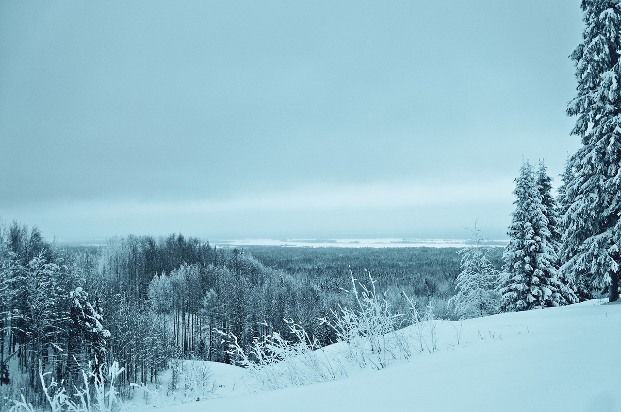 Floresta Céu Neve O - Foto gratuita no Pixabay - Pixabay