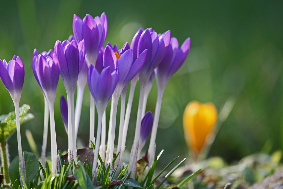 Spring Crocuses Early Bloomer - Free photo on Pixabay - Pixabay