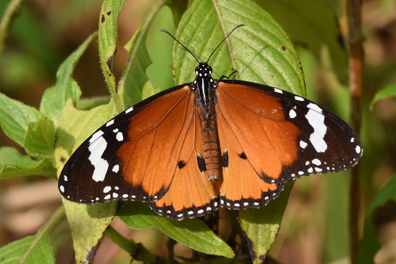 超过 60000 张关于“Butterfly Break Out”和“蝴蝶”的免费图片 - Pixabay