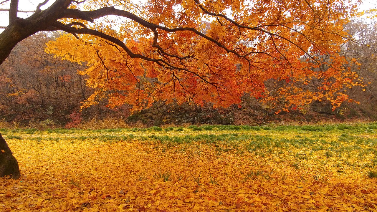 Autumn Leaves Red - Free photo on Pixabay