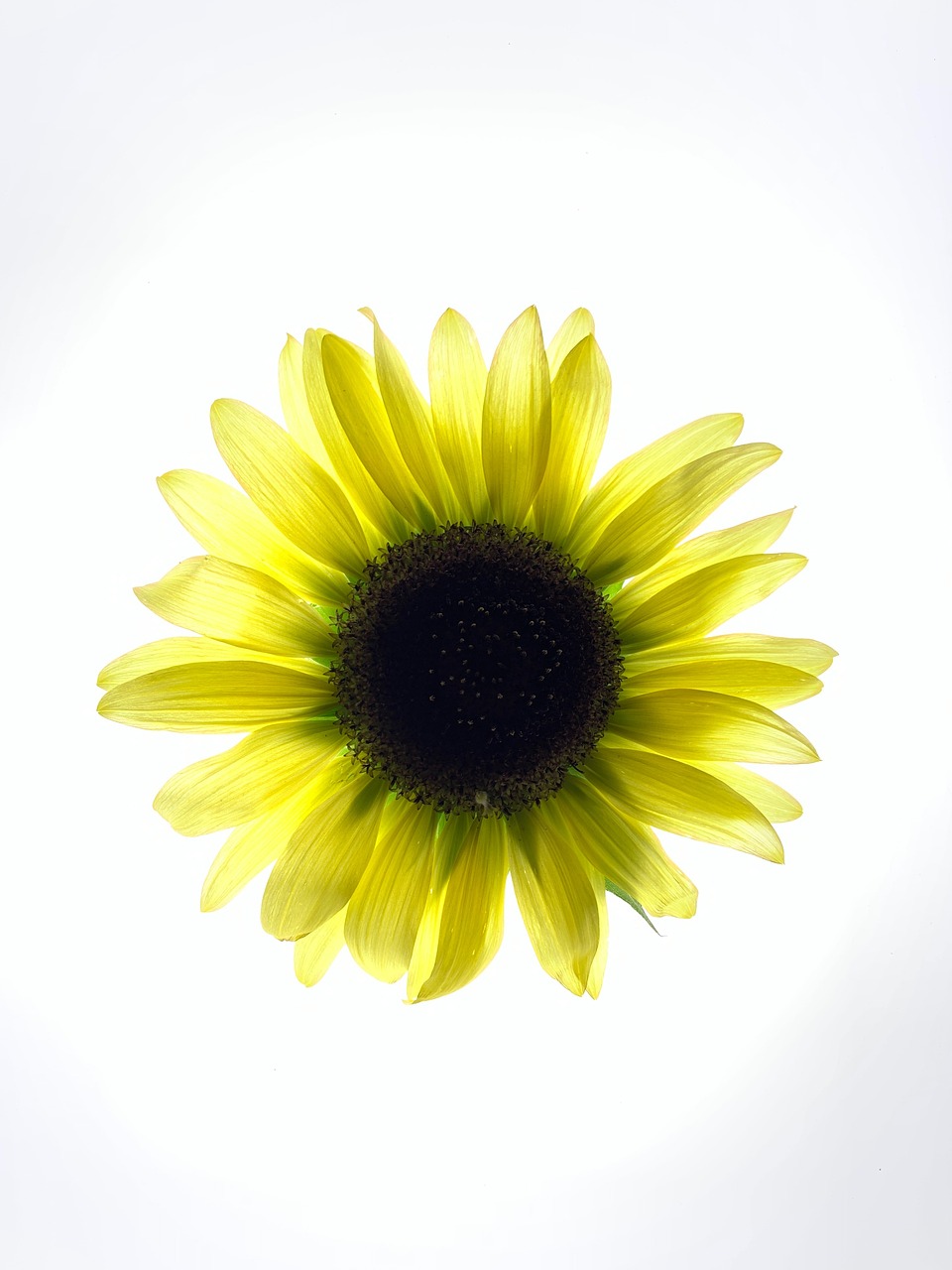 10,000+ Sunflower Images & Pictures [HD] - Pixabay