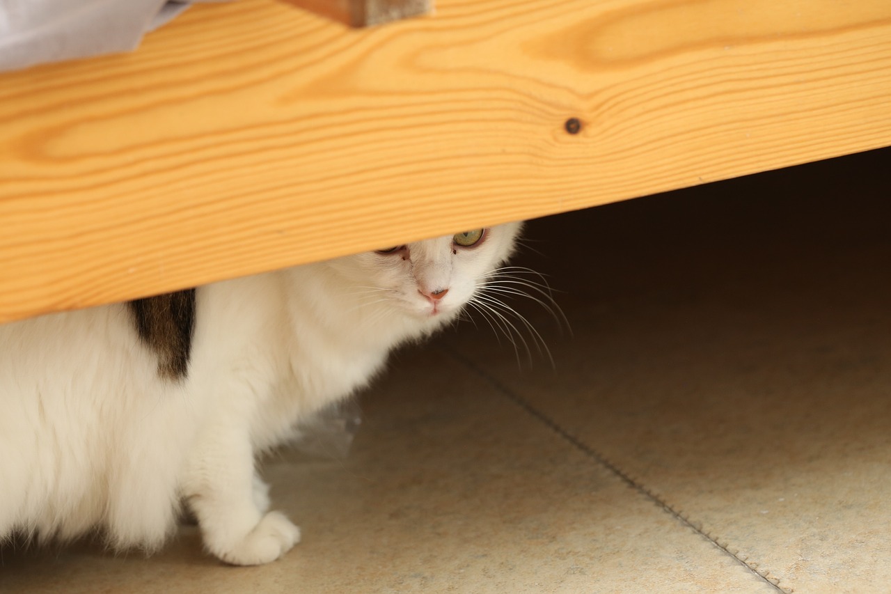 超过 20000 张关于“Cat" Jpg”和“Cat”的免费图片 - Pixabay