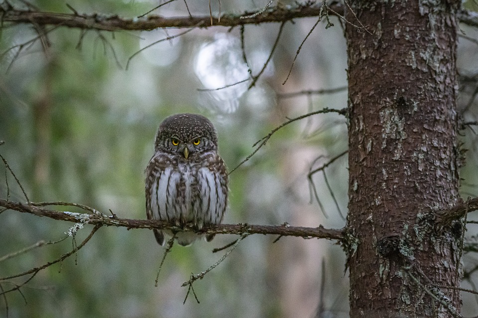 Eurasian Pygmy Owl Glaucidium - Free photo on Pixabay