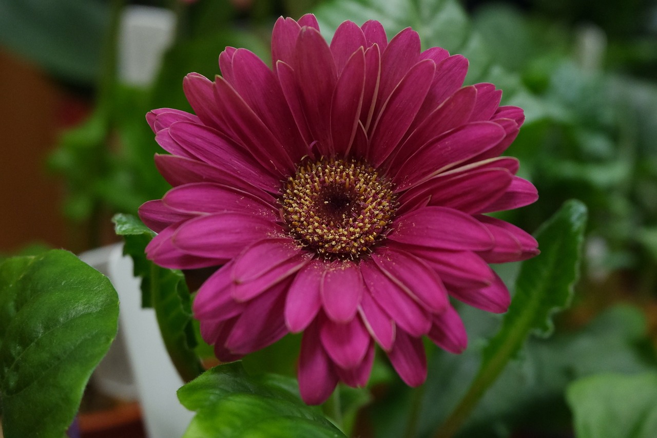 200+ Free Burgundy Flower & Burgundy Images - Pixabay