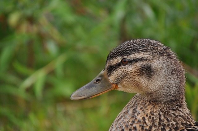 Pato Natureza Animal Pássaro - Foto gratuita no Pixabay - Pixabay