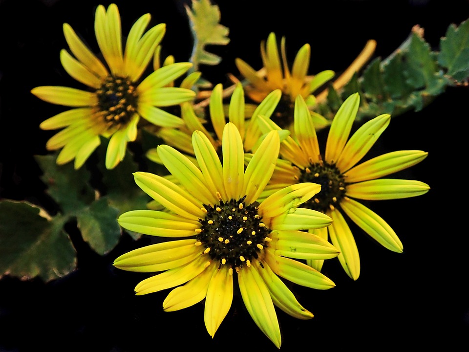 Cape Gulma Kuning Bunga Aster - Foto gratis di Pixabay - Pixabay
