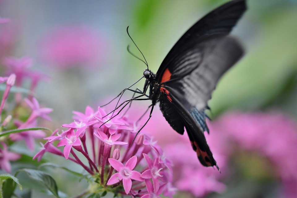 Butterfly Tropical - Free photo on Pixabay