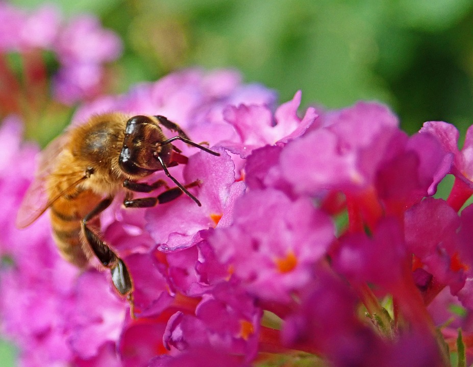 Abeja Insecto Lengua - Foto gratis en Pixabay