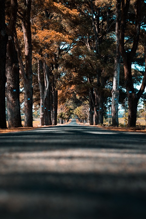 Forest Autumn Street - Free photo on Pixabay
