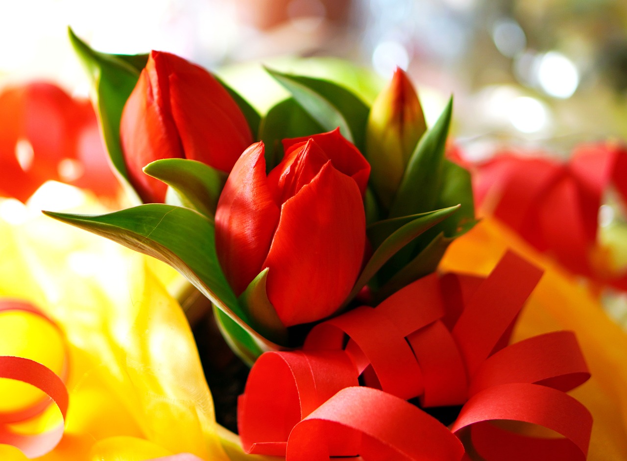 Tulip Merah Mekar Musim - Foto gratis di Pixabay - Pixabay