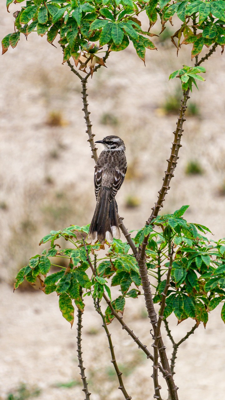 Bird Ocean Beach - Free photo on Pixabay - Pixabay