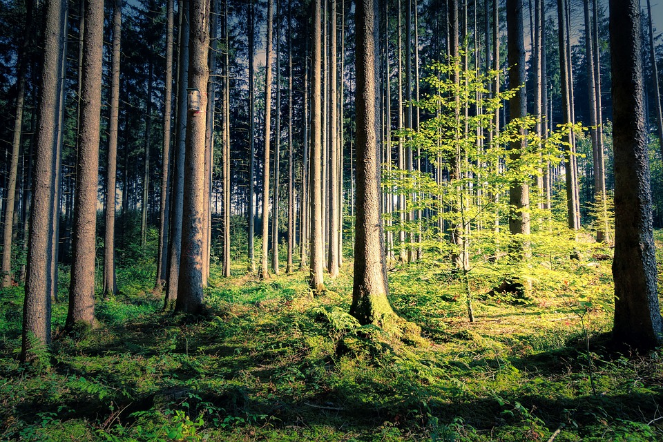 Bosque Tronco De Arbol Hojas - Foto gratis en Pixabay