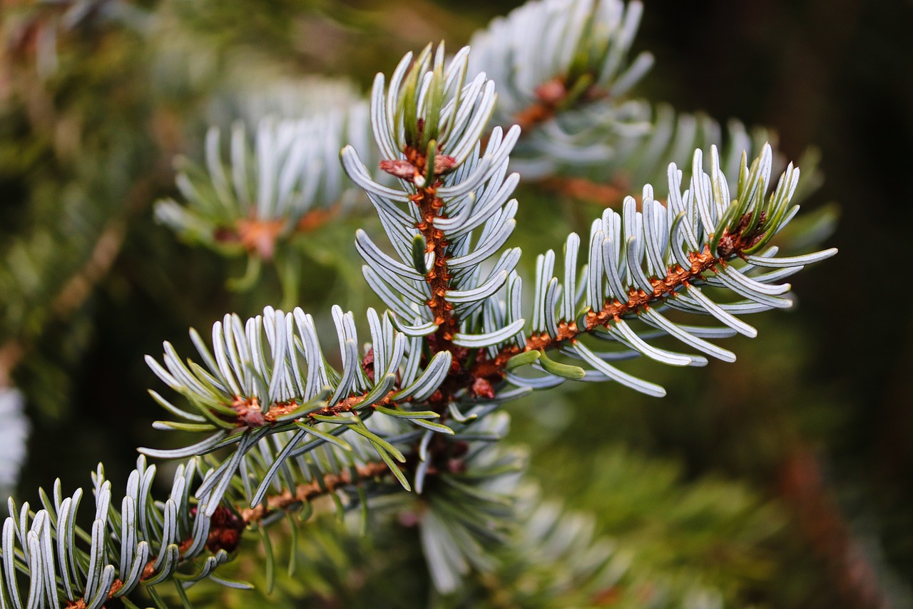 Needle Branch Conifer Nature - Free photo on Pixabay - Pixabay