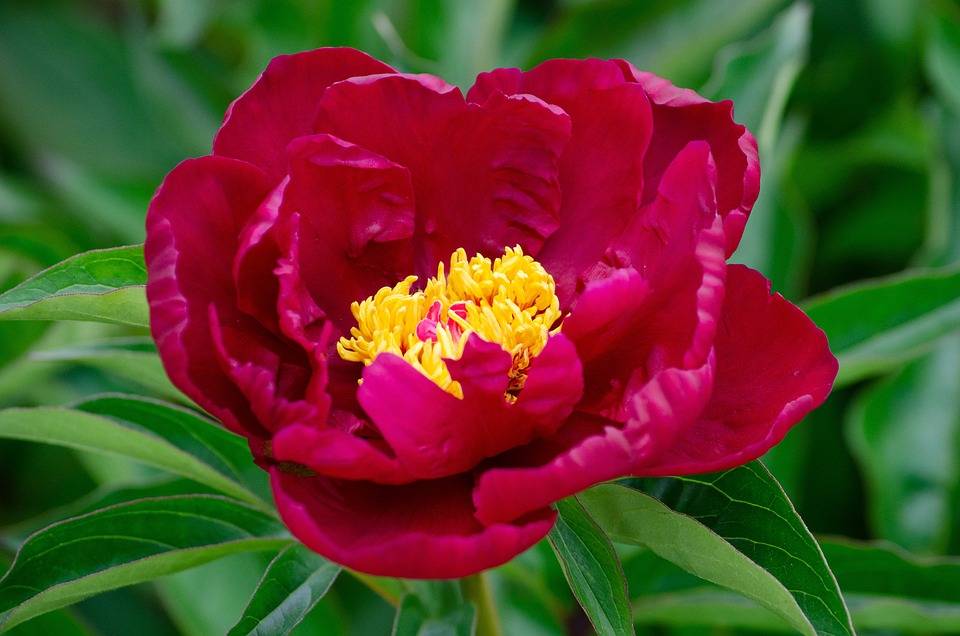 Peony Spring Pentecost Cottage - Free photo on Pixabay - Pixabay