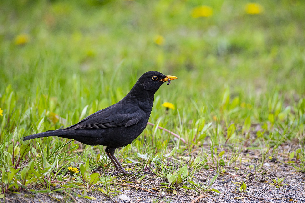 Blackbird Turdus Merula Bird - Free photo on Pixabay - Pixabay