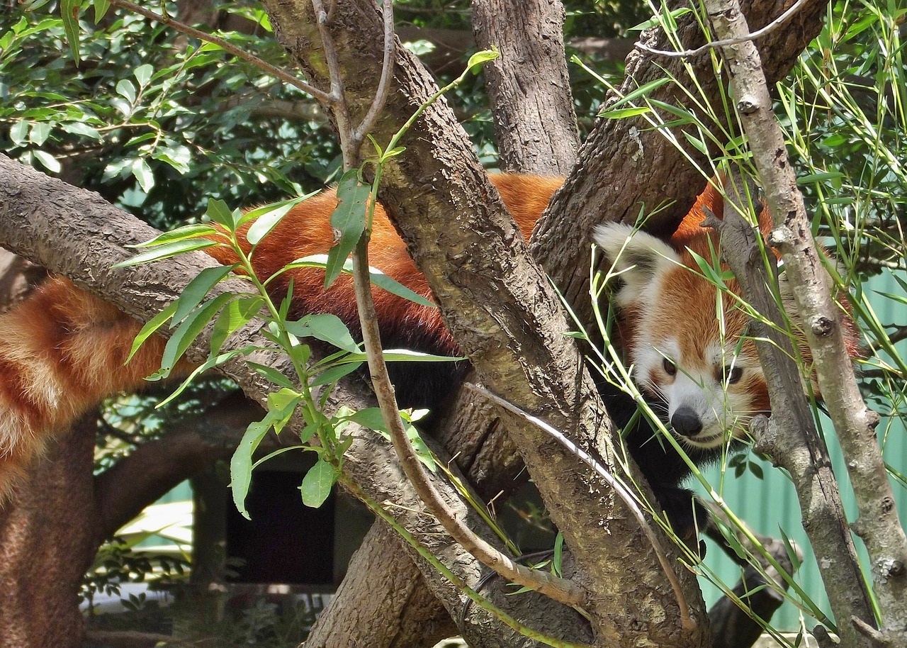 Zoo Panda Rojo - Foto gratis en Pixabay - Pixabay