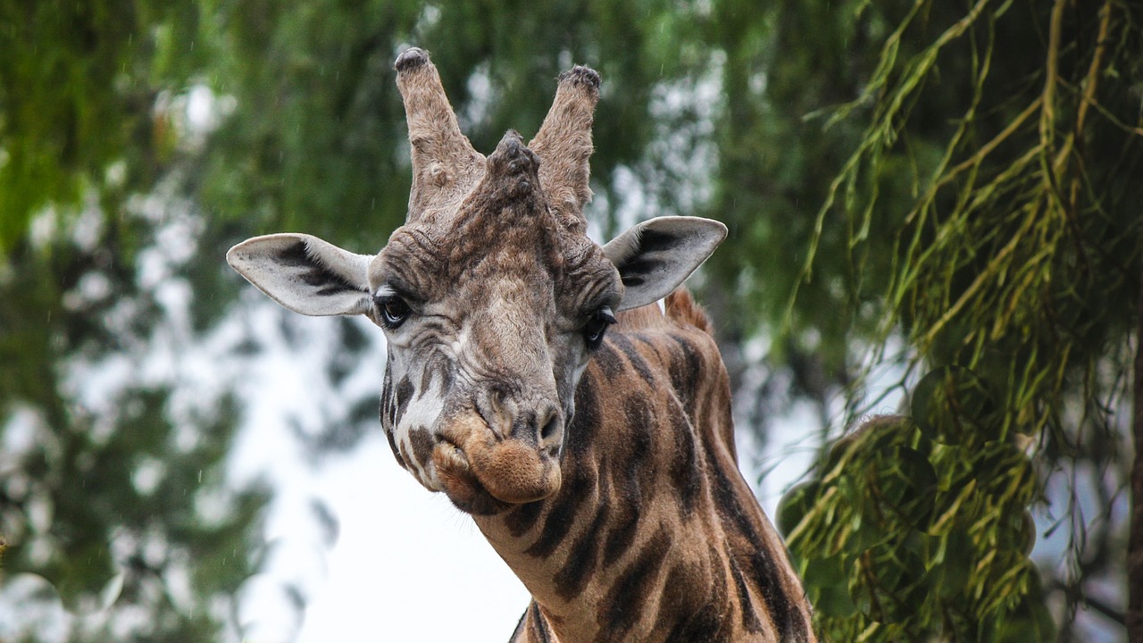 Unhappy Giraffe Animals - Free photo on Pixabay