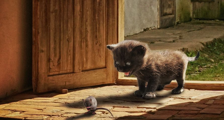 600+ Free Cat Playing & Cat Images