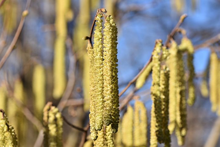 500+ Free Hazelnuts & Nuts Photos - Pixabay