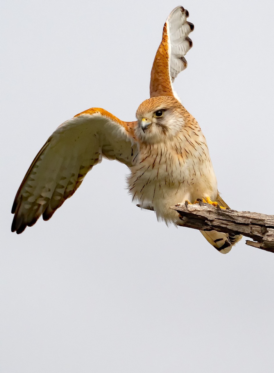 Kestrel Bird Raptor - Free photo on Pixabay - Pixabay