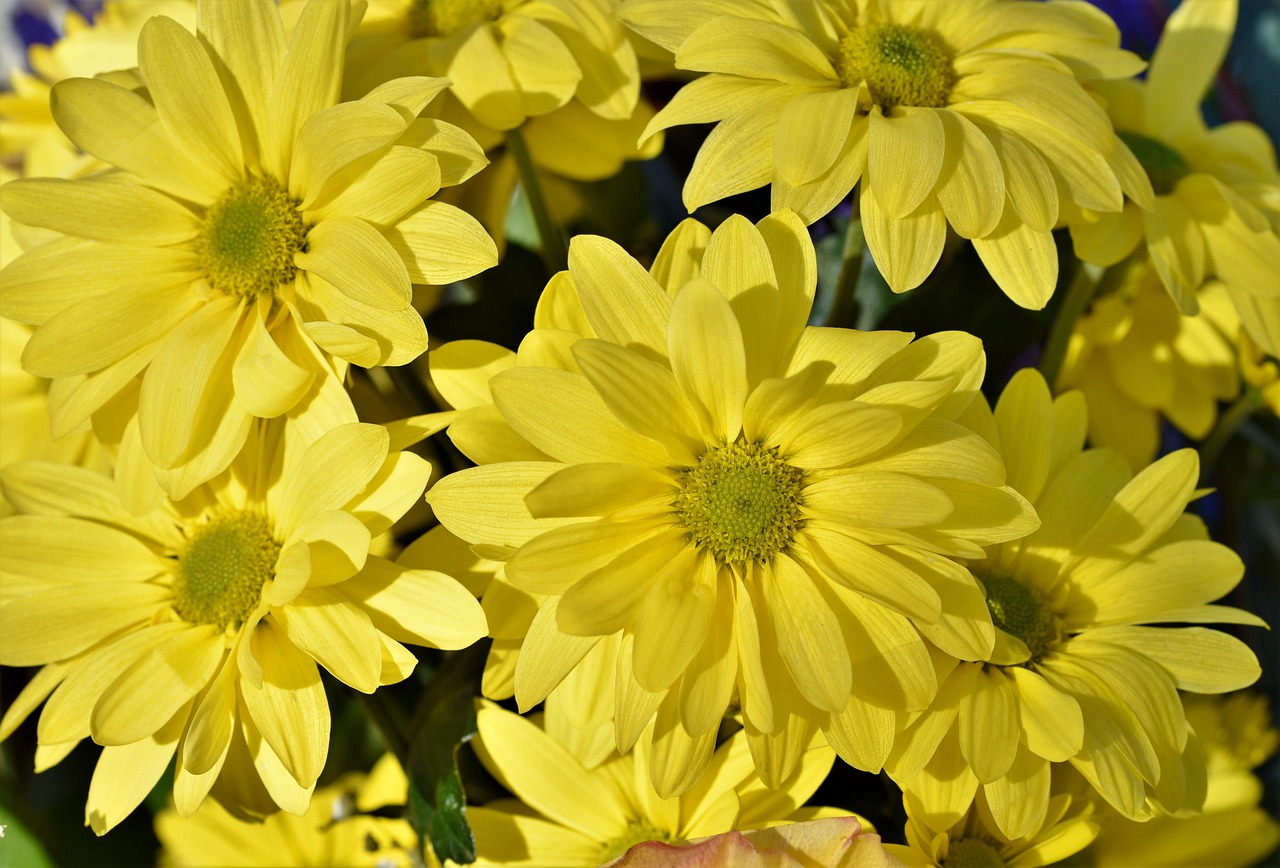 Chrysanthemum Flower Blossoms - Free photo on Pixabay