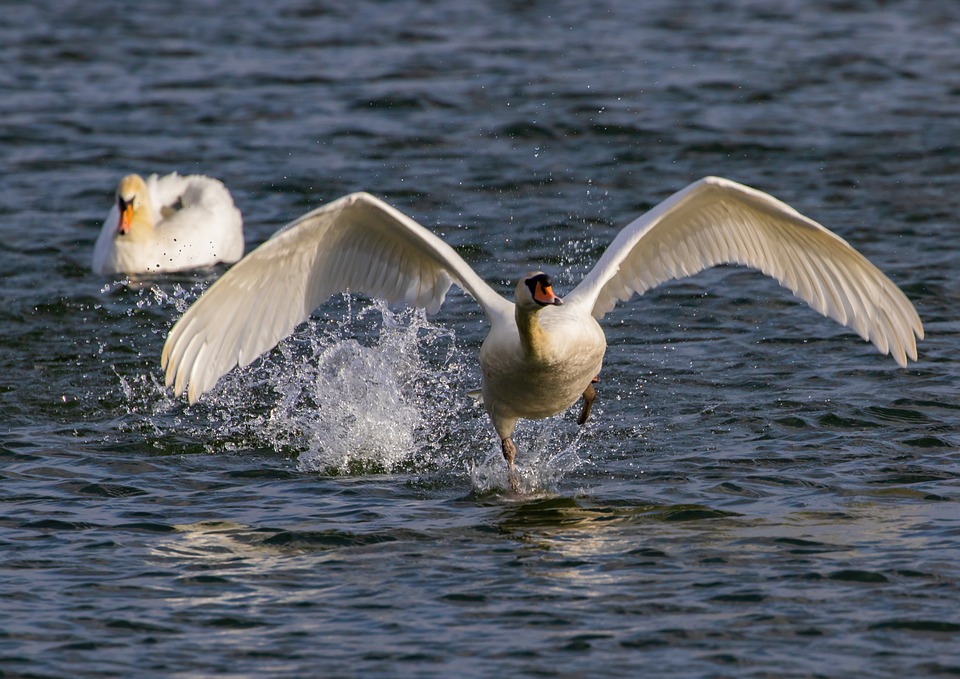 Swan Taking Off Sunrise - Free photo on Pixabay - Pixabay